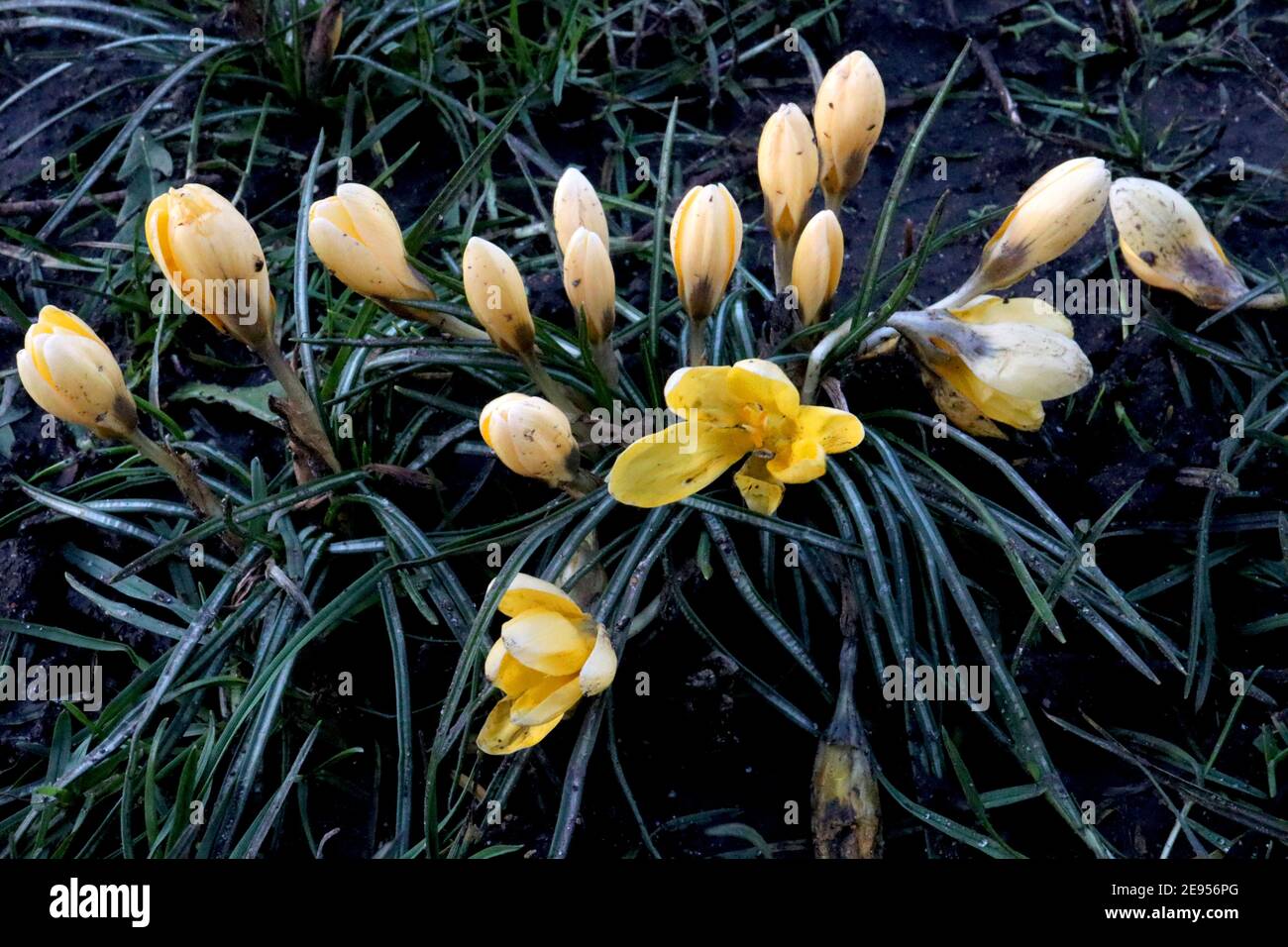 Crocus chrysanthus ‘Romance’ Crocus Romance – dwarf crocus with creamy ...