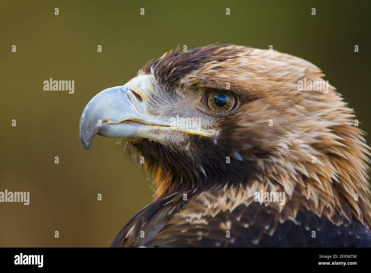 AGUILA IMPERIAL IBERICA- SPANISH IMPERIAL EAGLE Eagle (Aquila adalberti ...