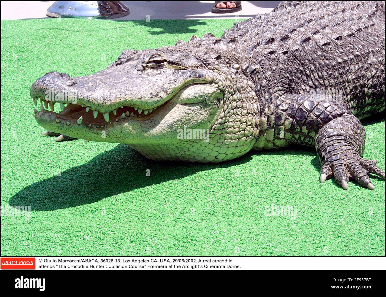 Real crocodile hi-res stock photography and images - Alamy