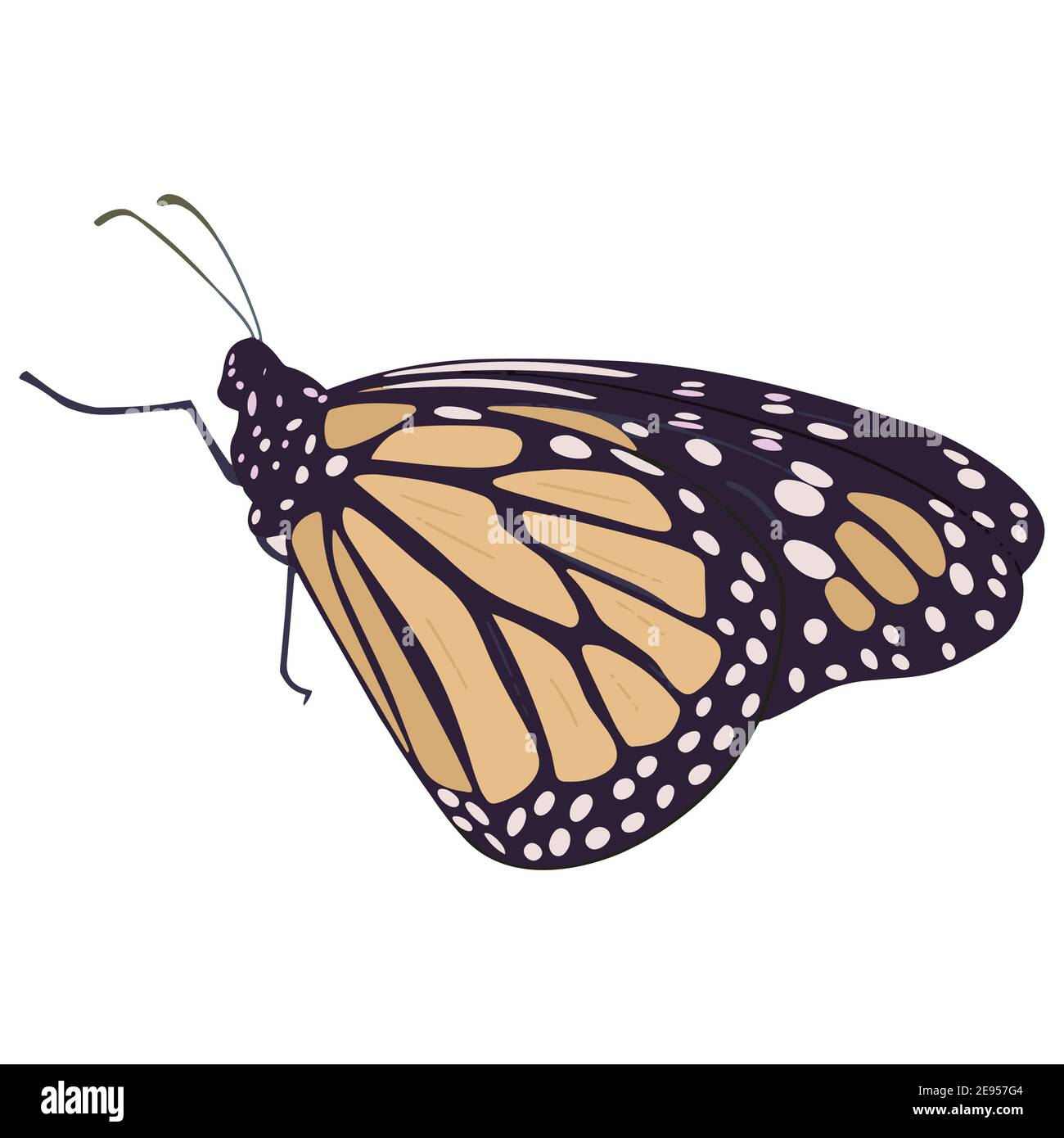 Light butterfly in profile, close-up. Vector brown butterfly. Isolated ...