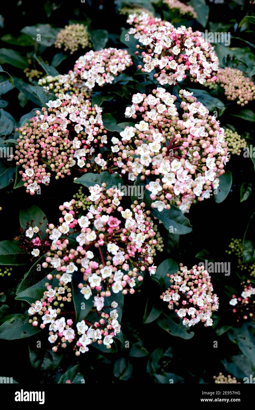 Viburnum x burkwoodii ‘Mohawk’ Arrowwood Mohawk – highly scented small ...
