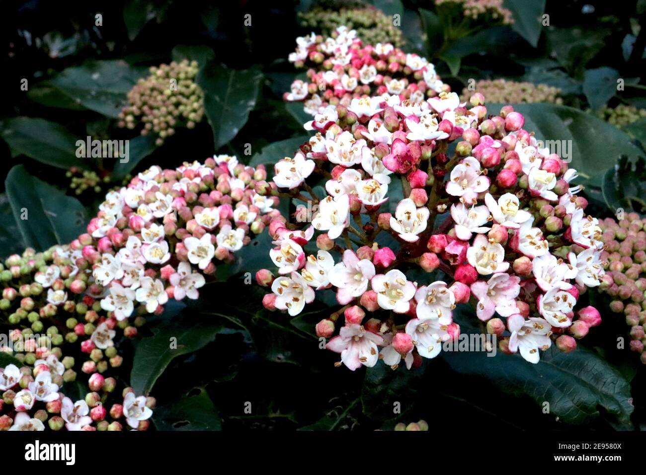 Viburnum x burkwoodii ‘Mohawk’ Arrowwood Mohawk – highly scented small ...