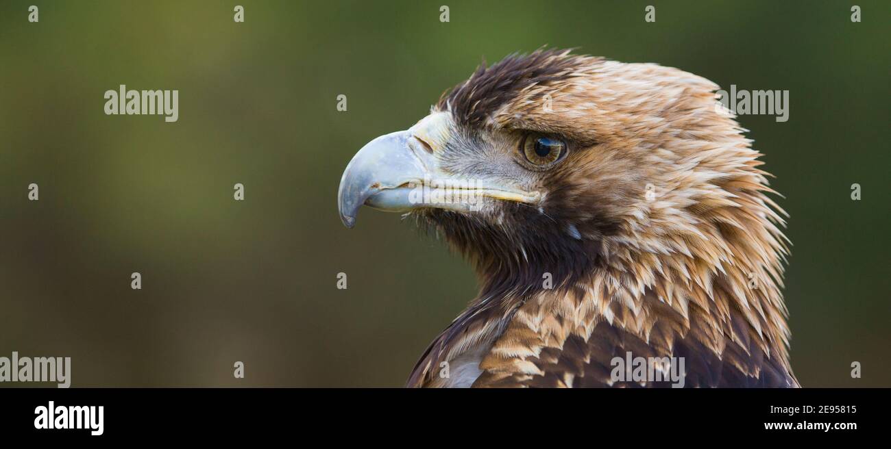 AGUILA IMPERIAL IBERICA- SPANISH IMPERIAL EAGLE Eagle (Aquila adalberti ...