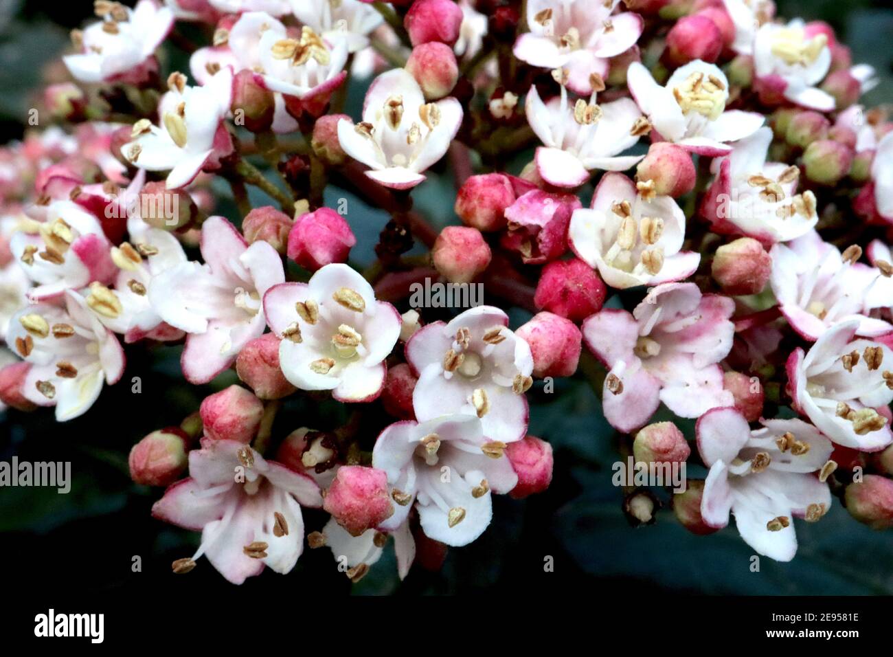 Viburnum x burkwoodii hi-res stock photography and images - Alamy