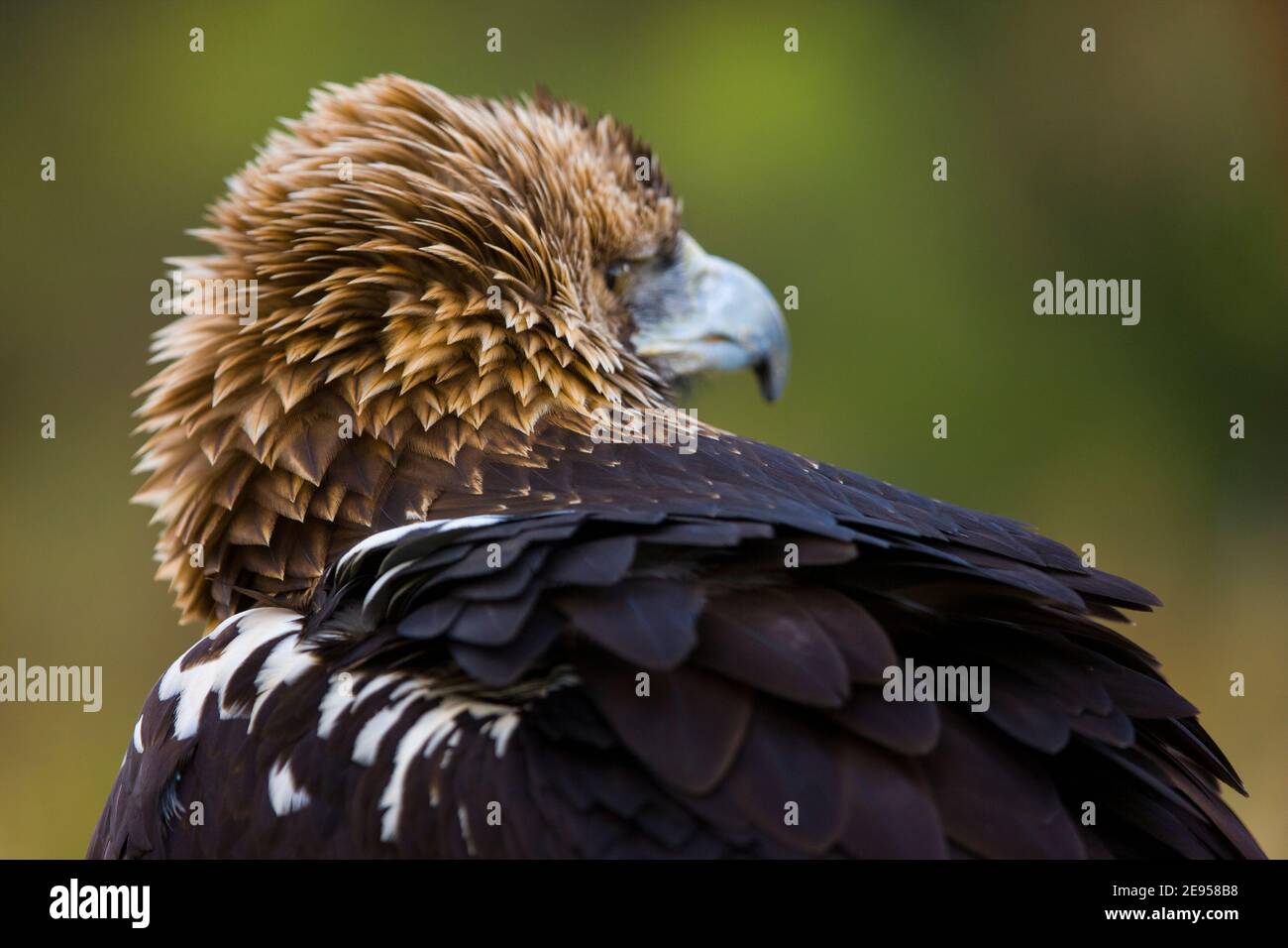AGUILA IMPERIAL IBERICA- SPANISH IMPERIAL EAGLE Eagle (Aquila adalberti). Iberian Imperial Eagle ...