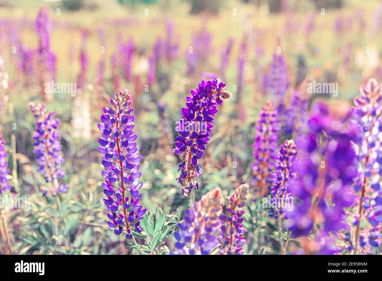 Beautiful blooming lupine flowers in spring time. Field of lupines ...