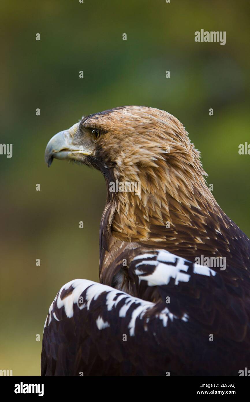 AGUILA IMPERIAL IBERICA- SPANISH IMPERIAL EAGLE Eagle (Aquila adalberti). Iberian Imperial Eagle ...