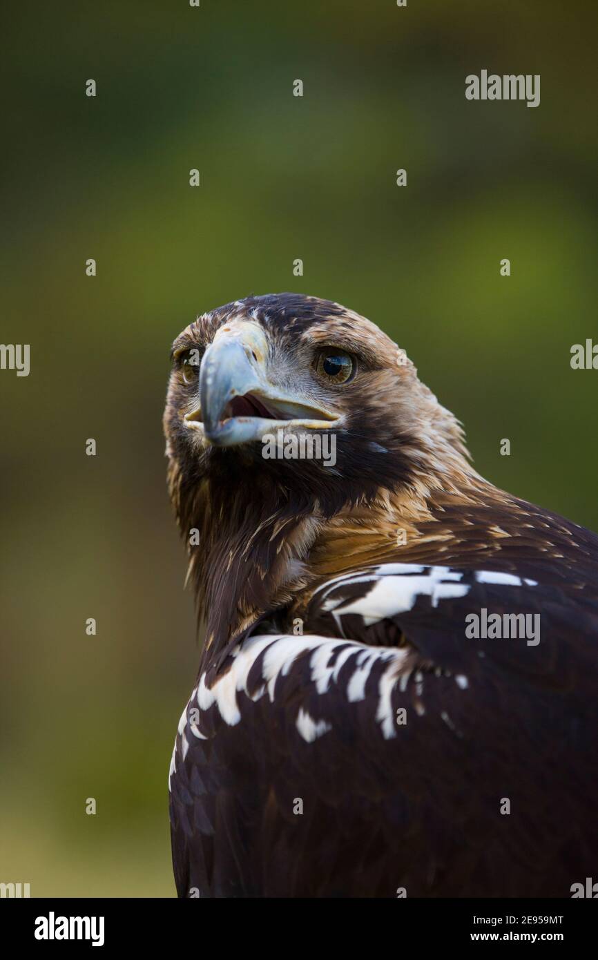 AGUILA IMPERIAL IBERICA- SPANISH IMPERIAL EAGLE Eagle (Aquila adalberti). Iberian Imperial Eagle ...