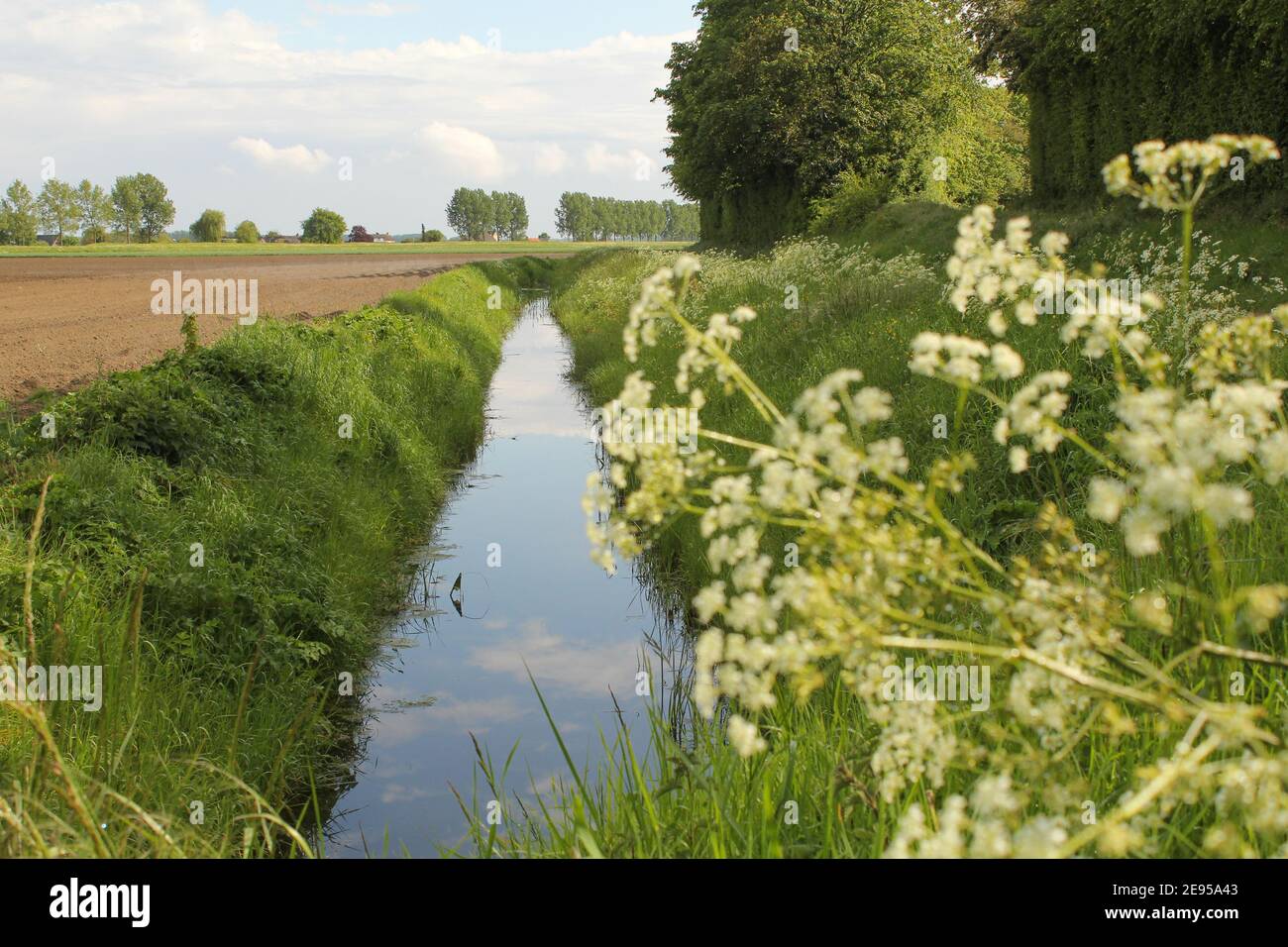 Ditch weed hi-res stock photography and images - Alamy