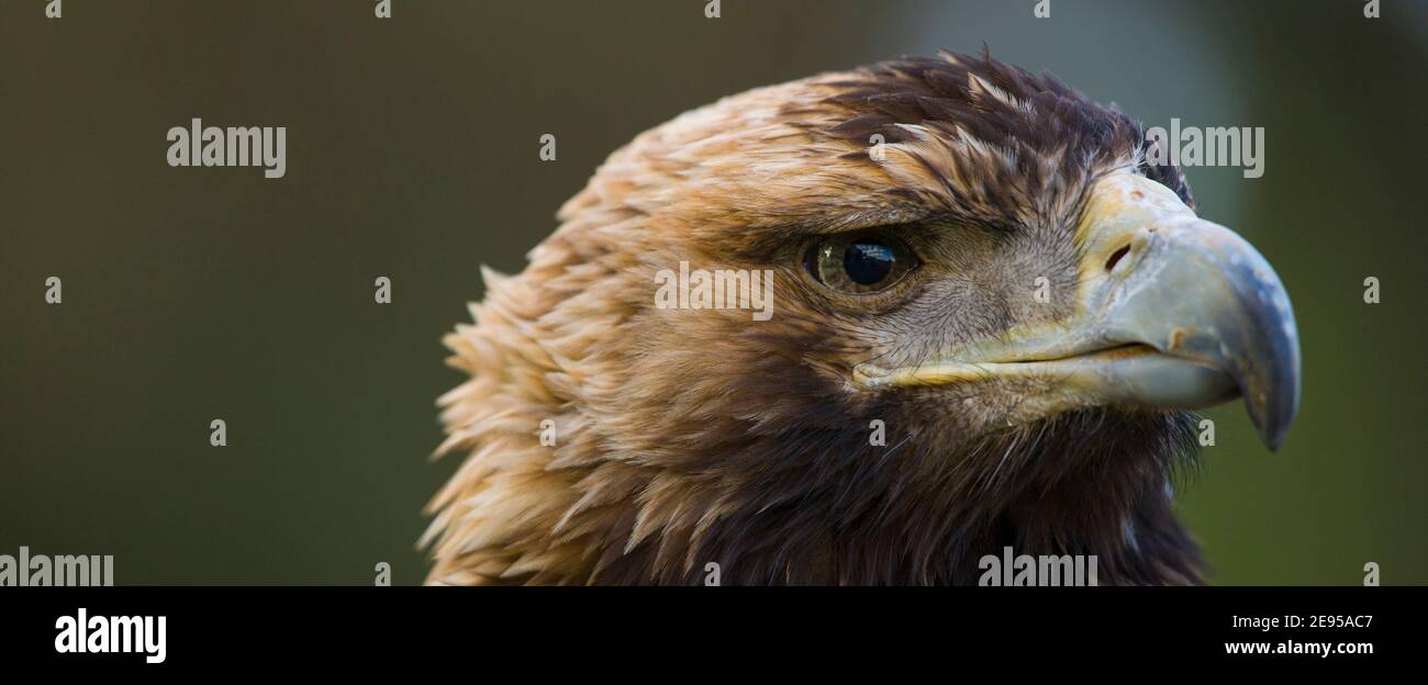 AGUILA IMPERIAL IBERICA (Aquila adalberti Stock Photo - Alamy