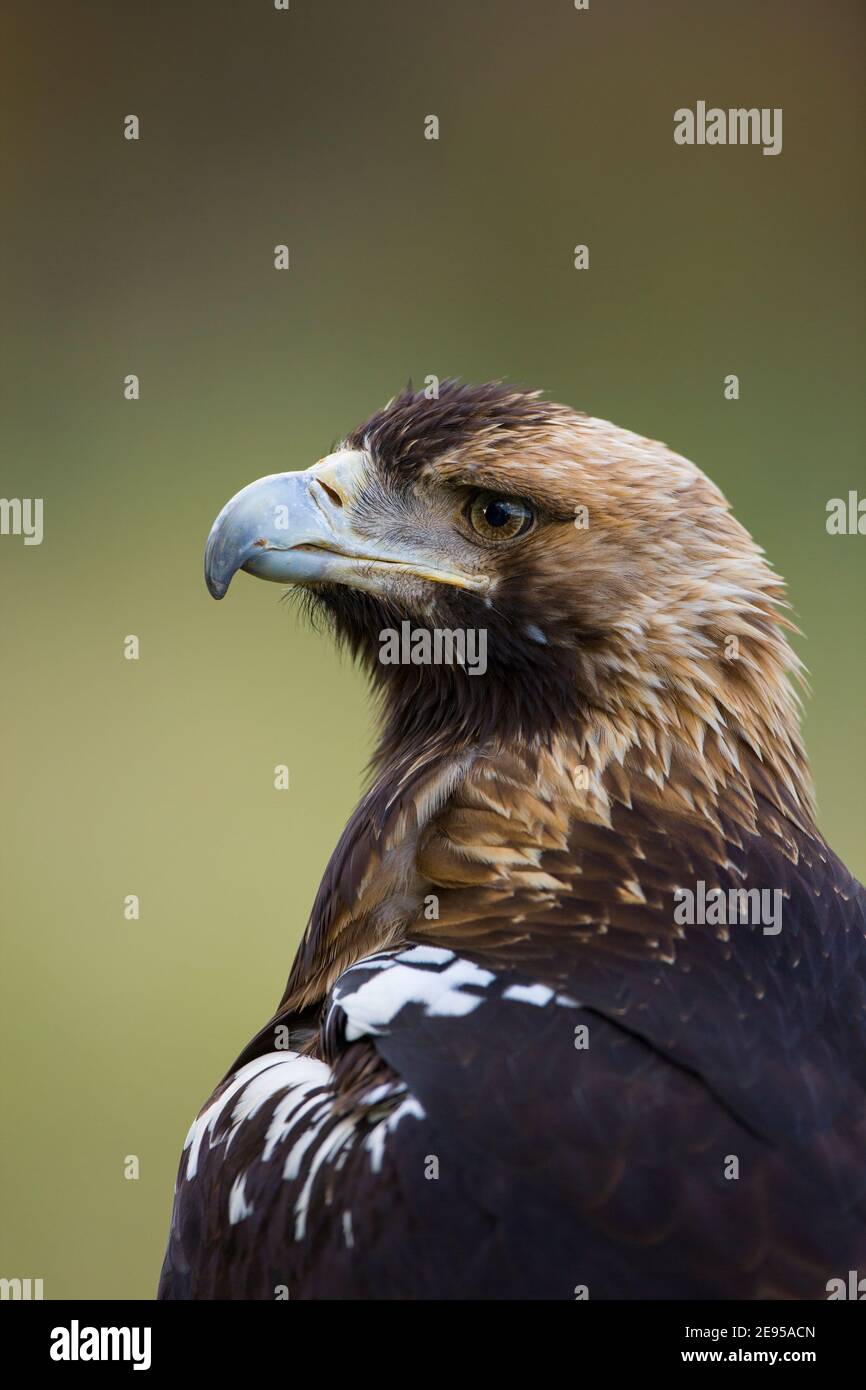 AGUILA IMPERIAL IBERICA- SPANISH IMPERIAL EAGLE Eagle (Aquila adalberti ...