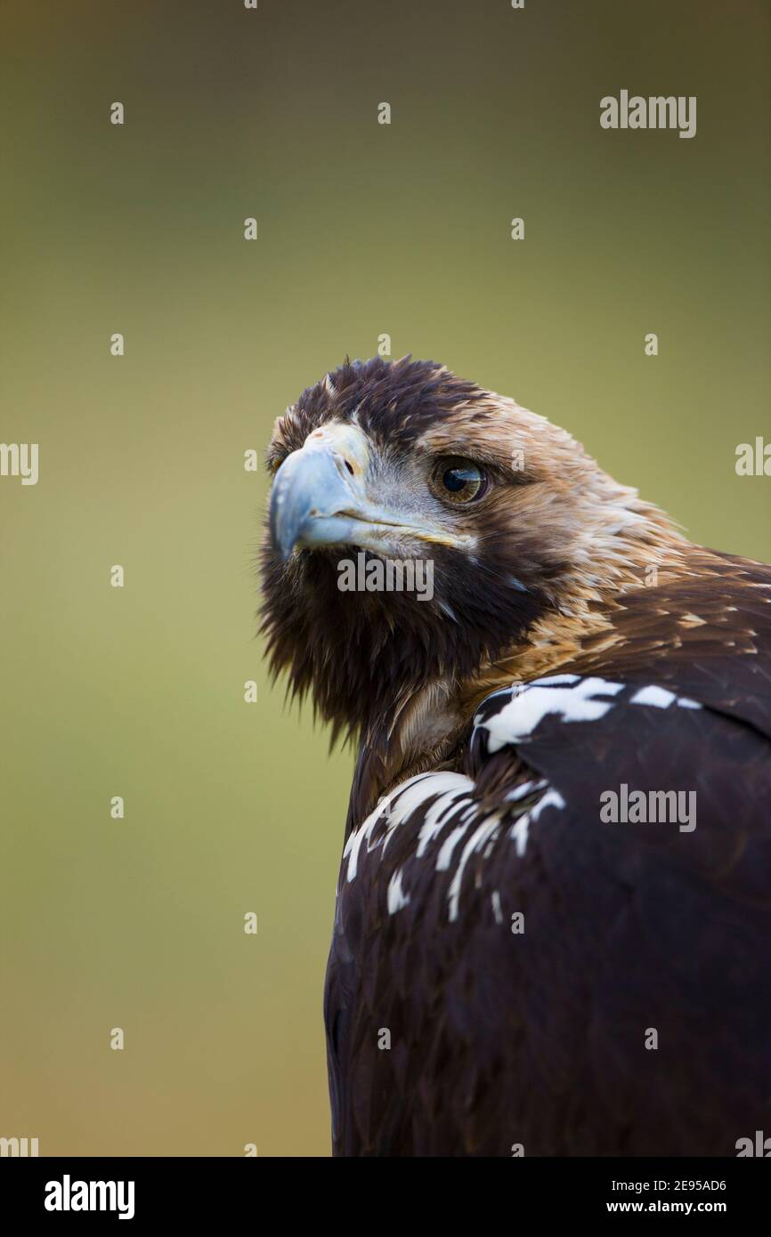 AGUILA IMPERIAL IBERICA (Aquila adalberti Stock Photo - Alamy