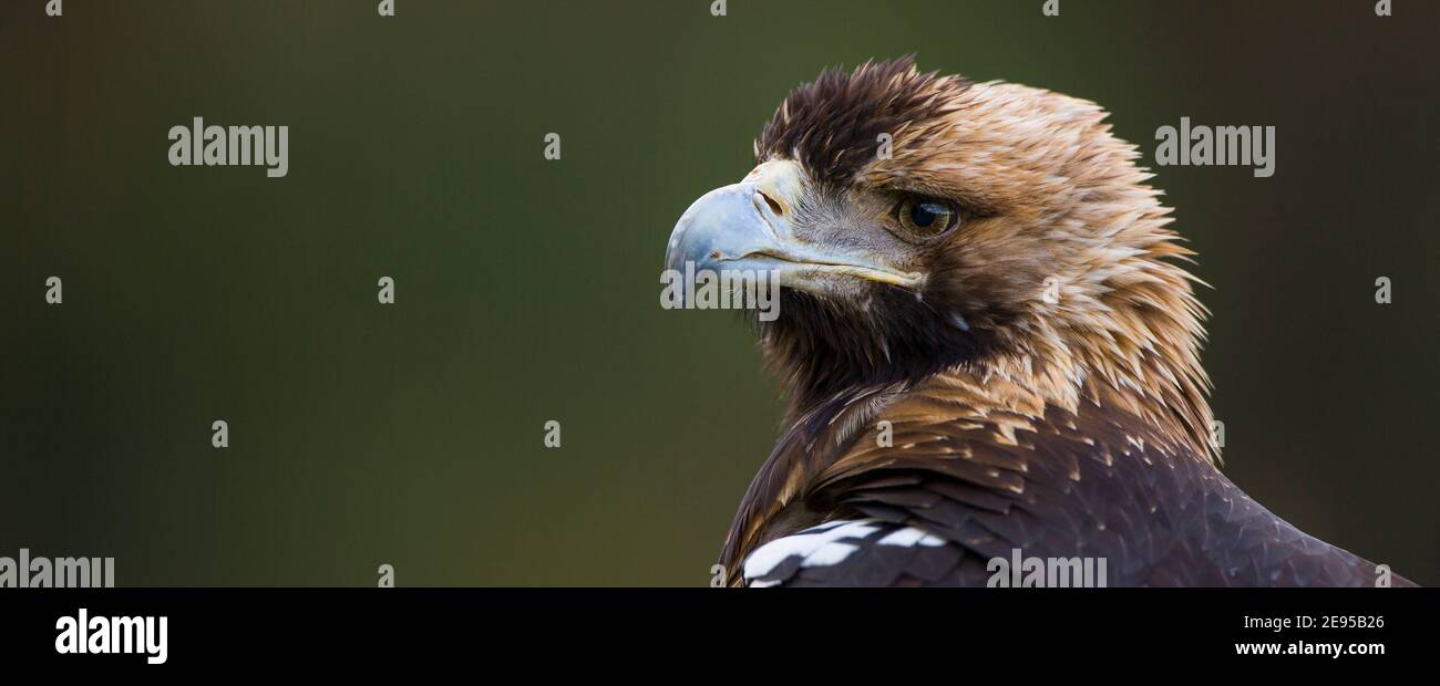 AGUILA IMPERIAL IBERICA (Aquila adalberti Stock Photo - Alamy