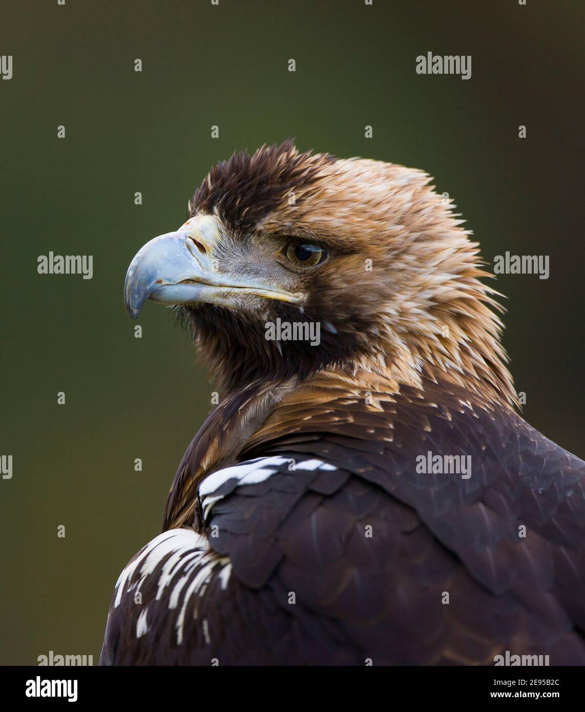 AGUILA IMPERIAL IBERICA (Aquila adalberti Stock Photo - Alamy