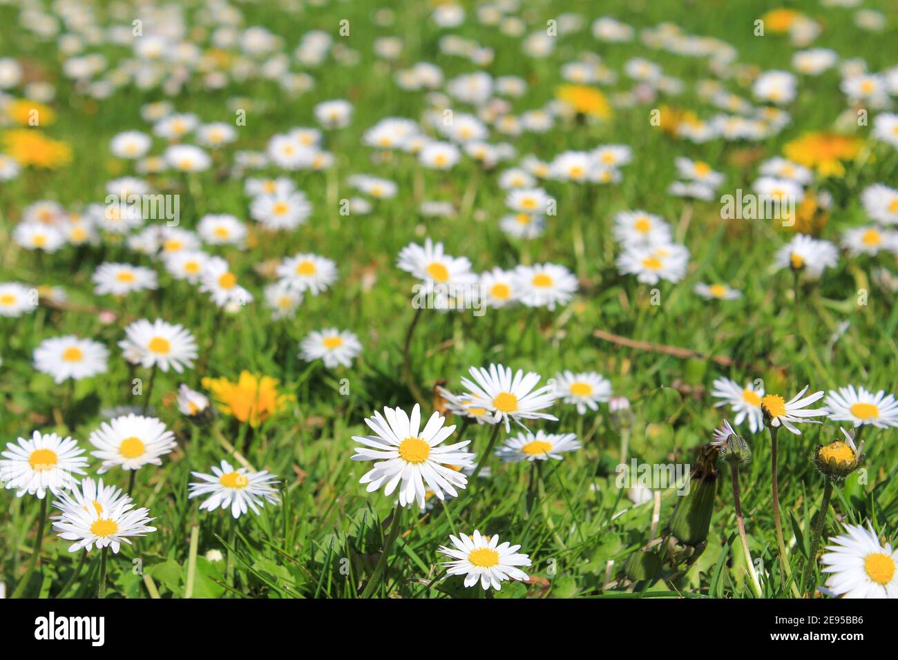 Little daisy hi-res stock photography and images - Alamy