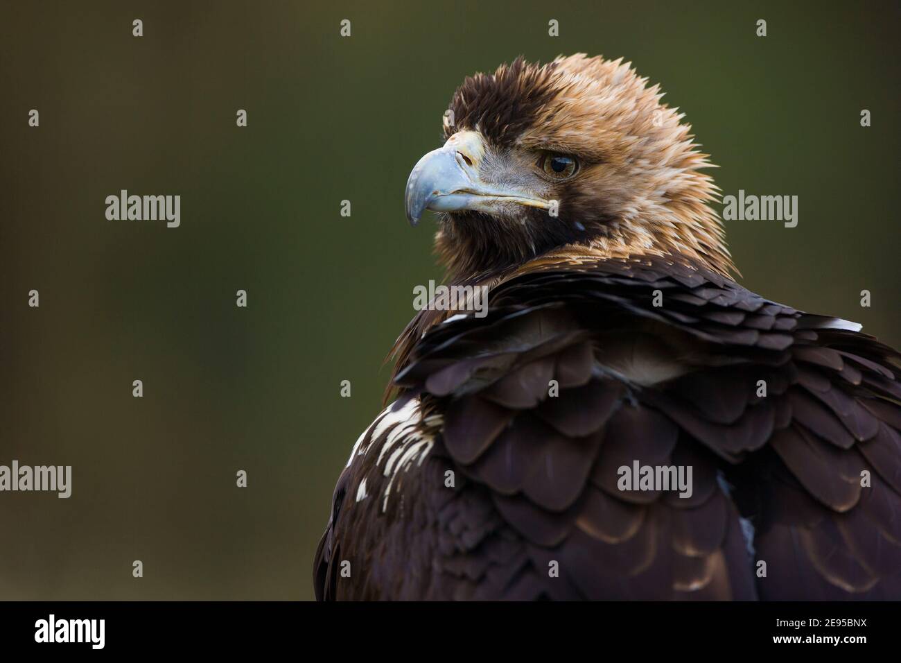 AGUILA IMPERIAL IBERICA- SPANISH IMPERIAL EAGLE Eagle (Aquila adalberti). Iberian Imperial Eagle ...