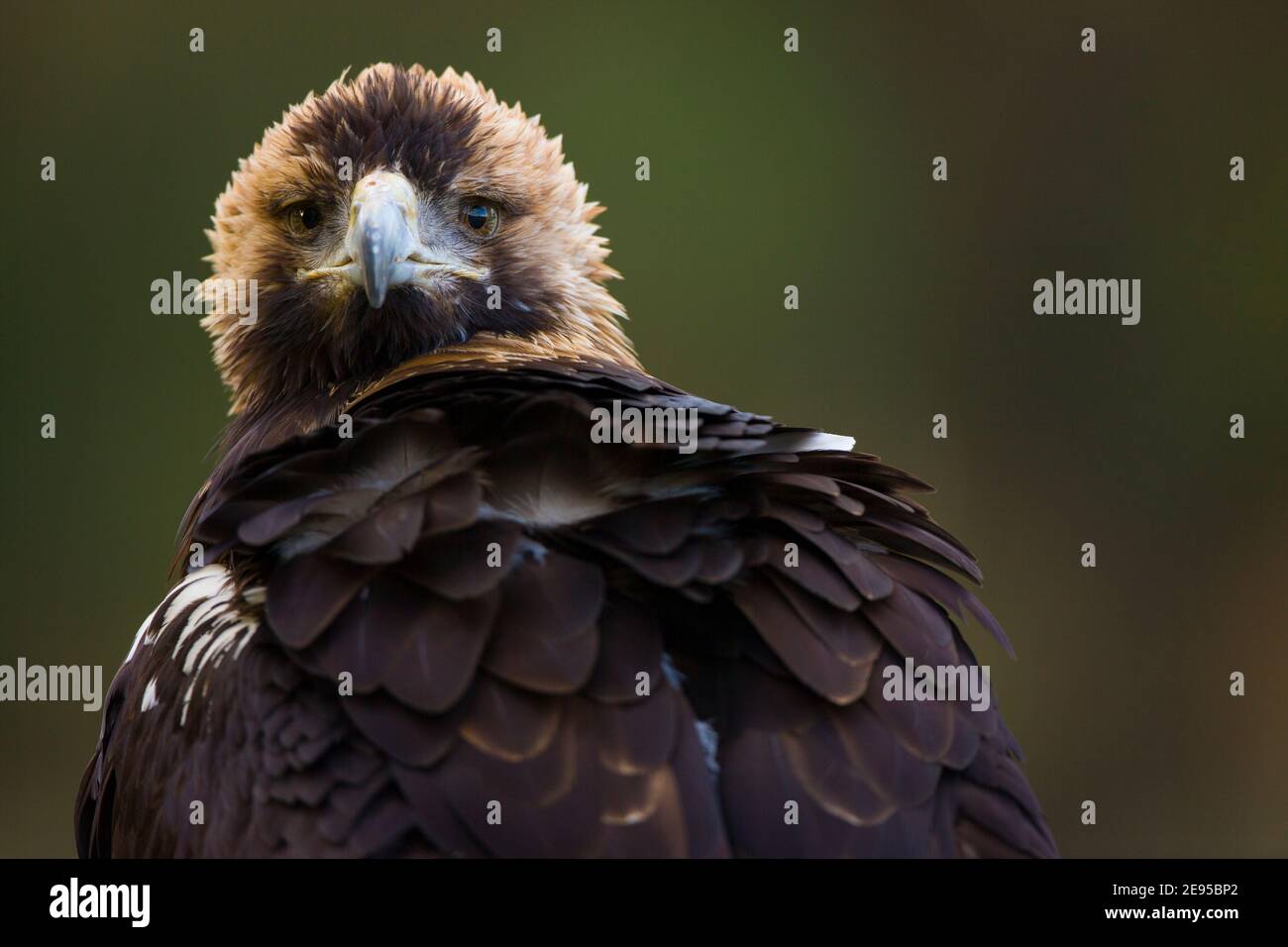 AGUILA IMPERIAL IBERICA- SPANISH IMPERIAL EAGLE Eagle (Aquila adalberti). Iberian Imperial Eagle ...