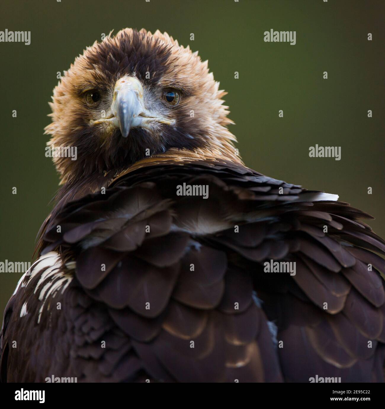 AGUILA IMPERIAL IBERICA- SPANISH IMPERIAL EAGLE Eagle (Aquila adalberti ...