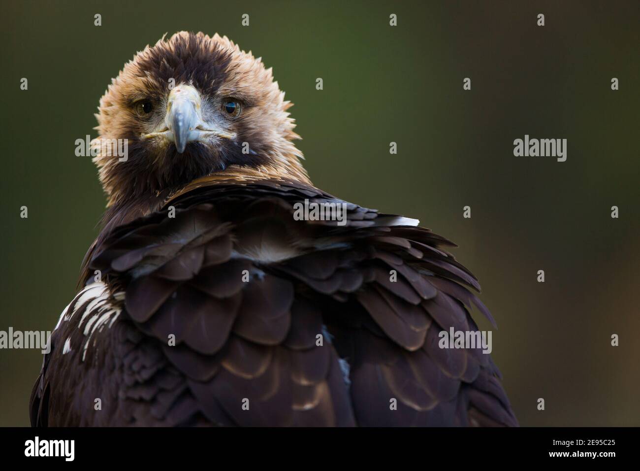 AGUILA IMPERIAL IBERICA (Aquila adalberti Stock Photo - Alamy
