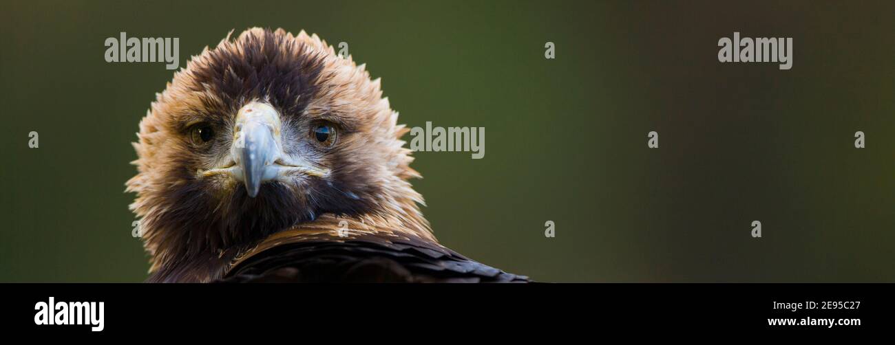 AGUILA IMPERIAL IBERICA (Aquila adalberti Stock Photo - Alamy