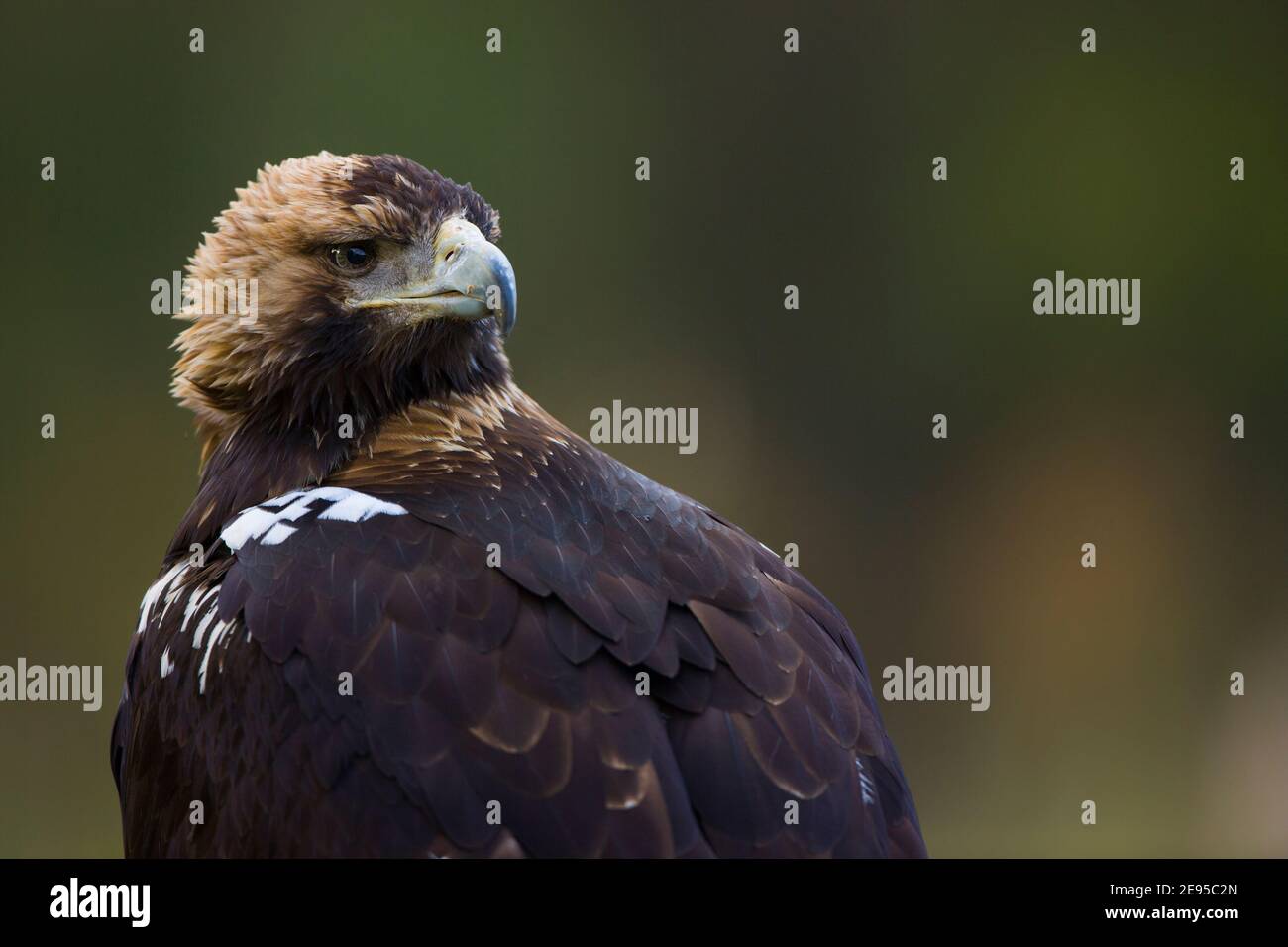 AGUILA IMPERIAL IBERICA- SPANISH IMPERIAL EAGLE Eagle (Aquila adalberti). Iberian Imperial Eagle ...