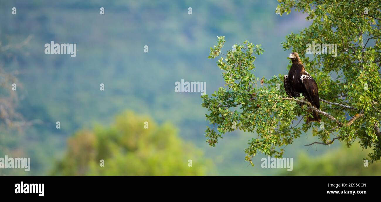 AGUILA IMPERIAL IBERICA (Aquila adalberti Stock Photo - Alamy
