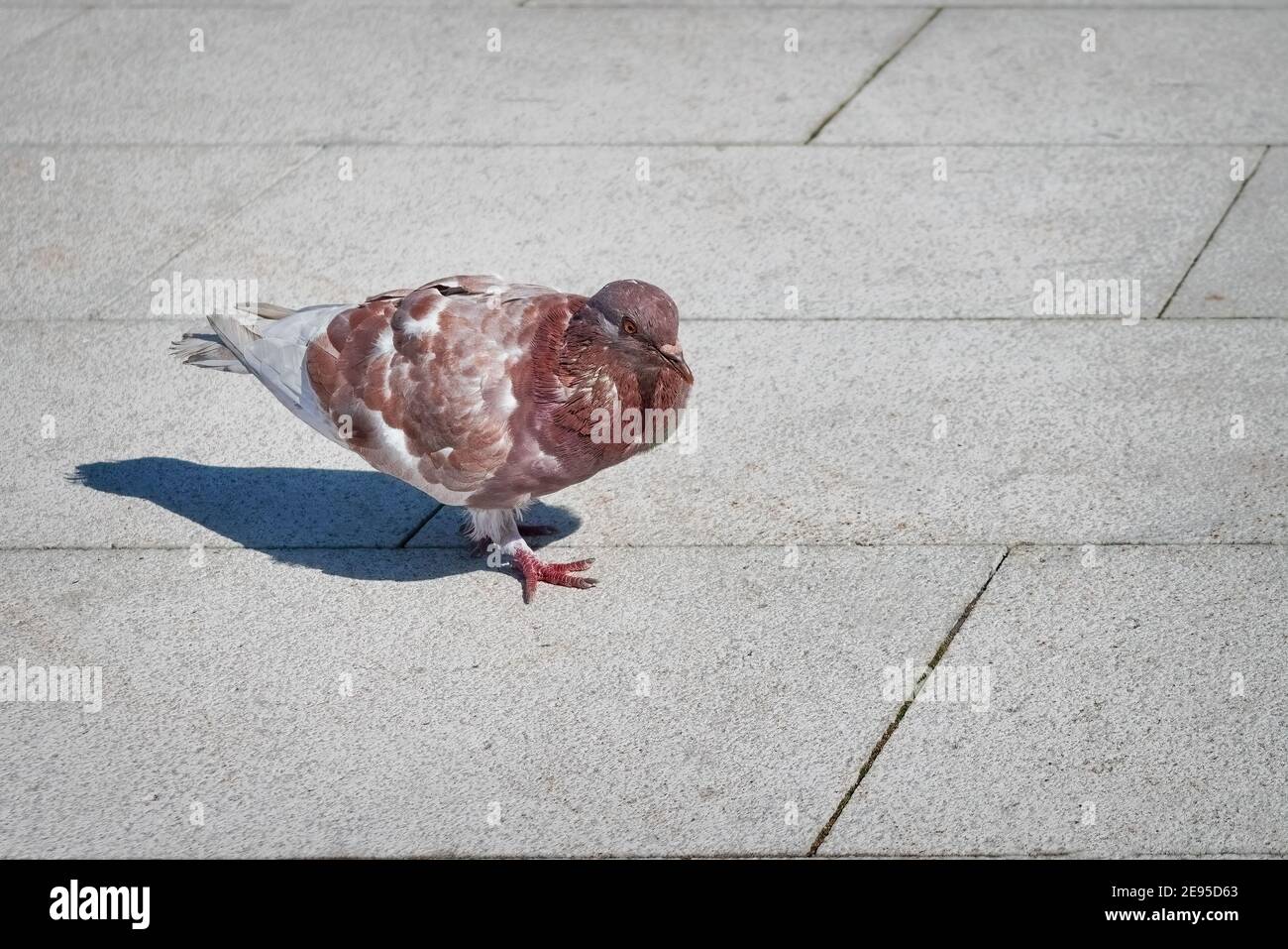 Pigeon walking on a paved path in the park. City bird pigeon walking ...