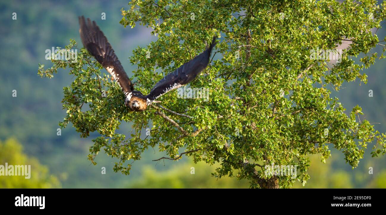 AGUILA IMPERIAL IBERICA (Aquila adalberti Stock Photo - Alamy