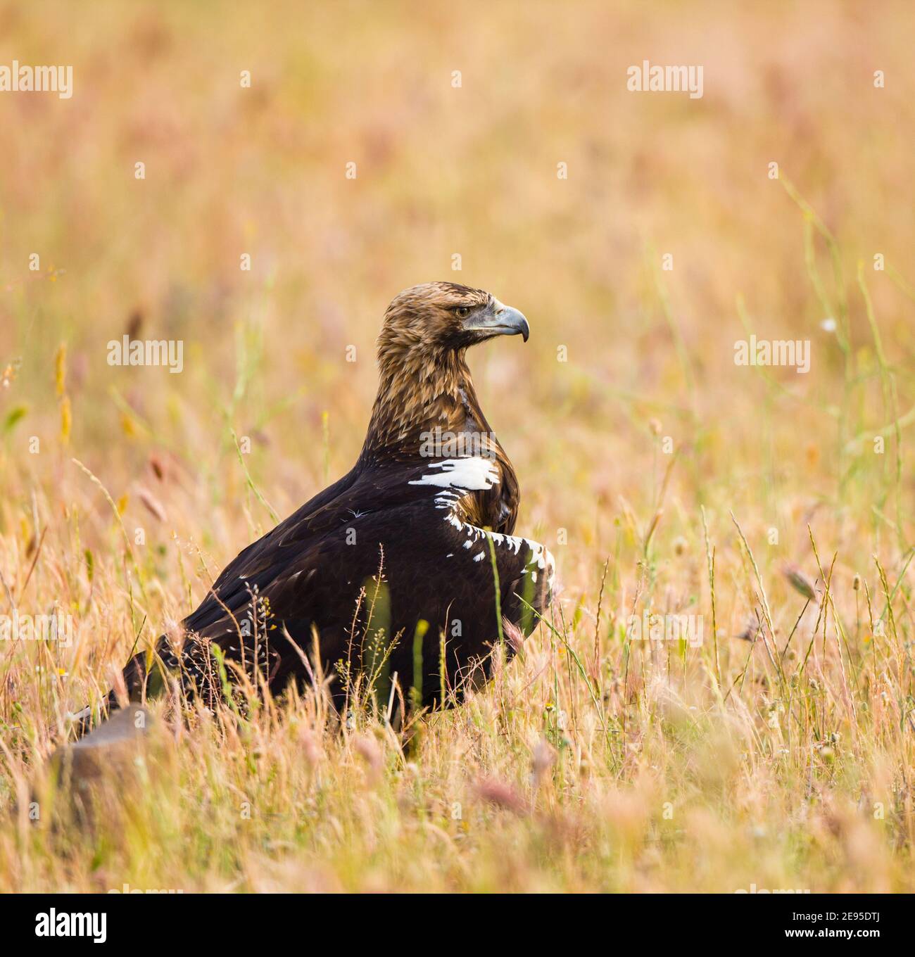 AGUILA IMPERIAL IBERICA- SPANISH IMPERIAL EAGLE Eagle (Aquila adalberti). Iberian Imperial Eagle ...