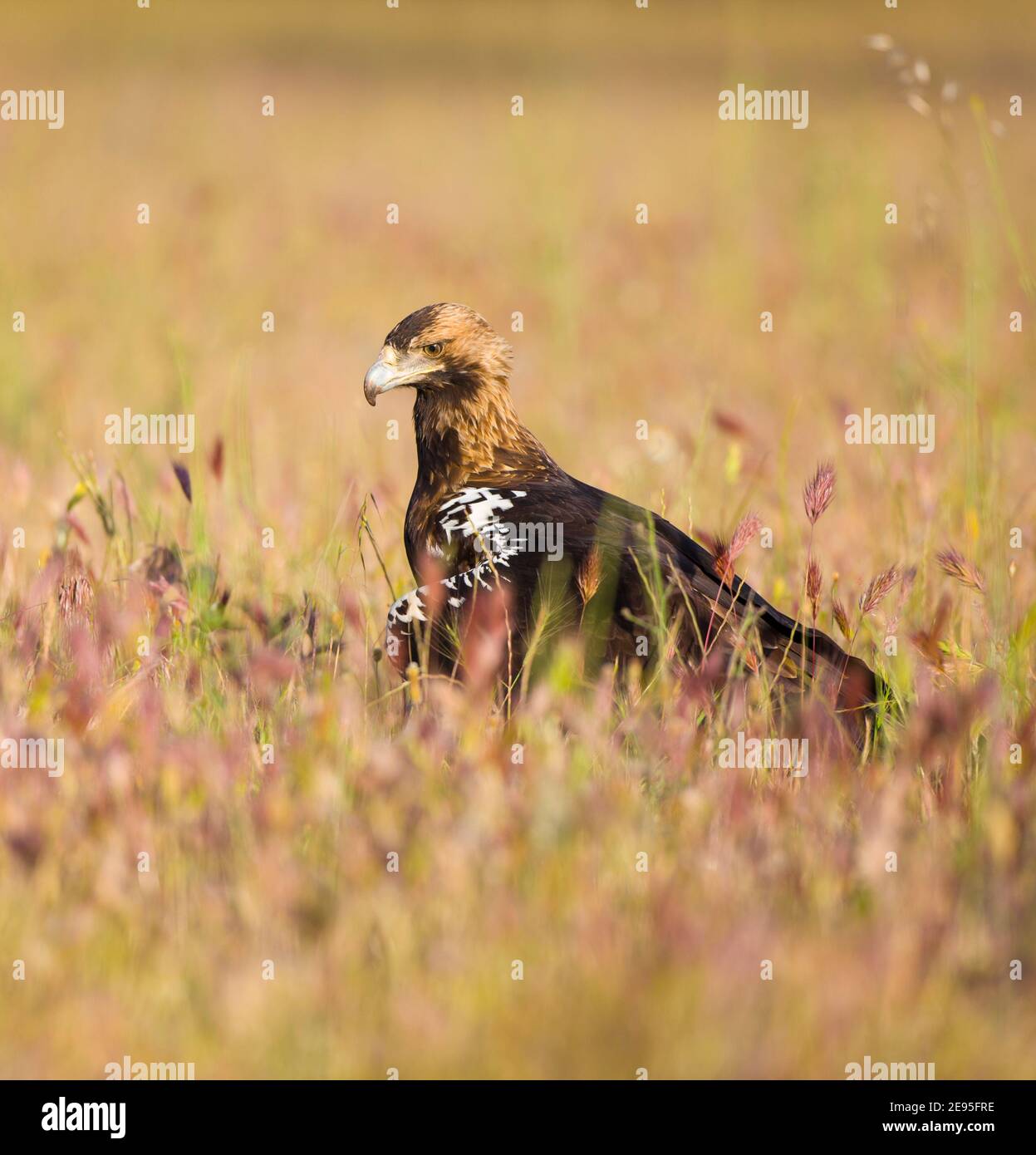 AGUILA IMPERIAL IBERICA (Aquila adalberti Stock Photo - Alamy