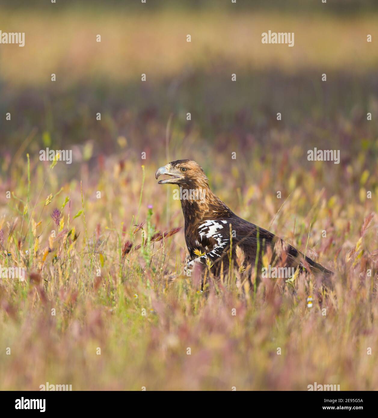 AGUILA IMPERIAL IBERICA (Aquila adalberti Stock Photo - Alamy