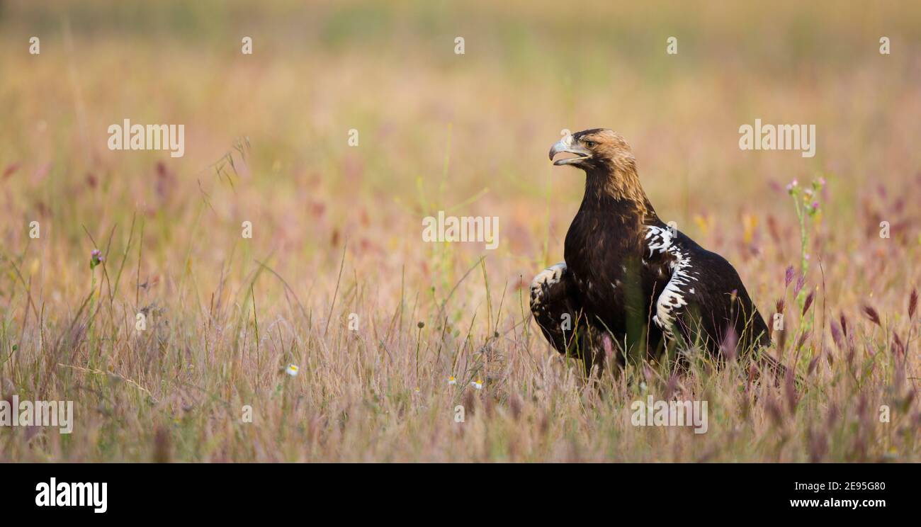 AGUILA IMPERIAL IBERICA (Aquila adalberti Stock Photo - Alamy
