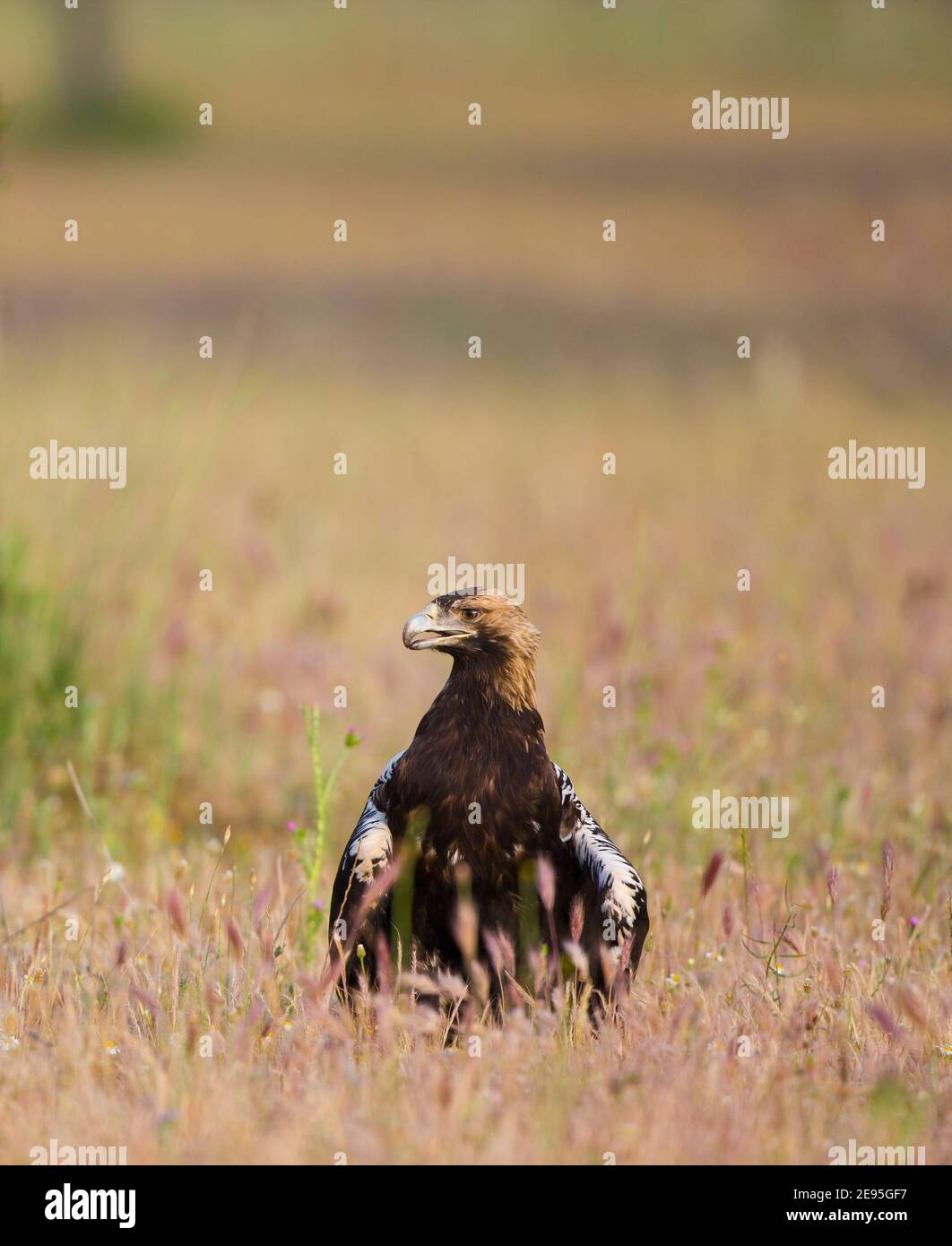 AGUILA IMPERIAL IBERICA- SPANISH IMPERIAL EAGLE Eagle (Aquila adalberti). Iberian Imperial Eagle ...