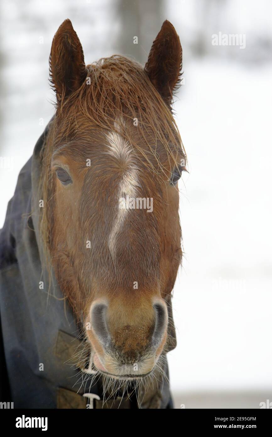 Chestnut brown head hi-res stock photography and images - Alamy