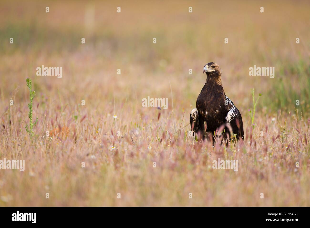 AGUILA IMPERIAL IBERICA- SPANISH IMPERIAL EAGLE Eagle (Aquila adalberti ...