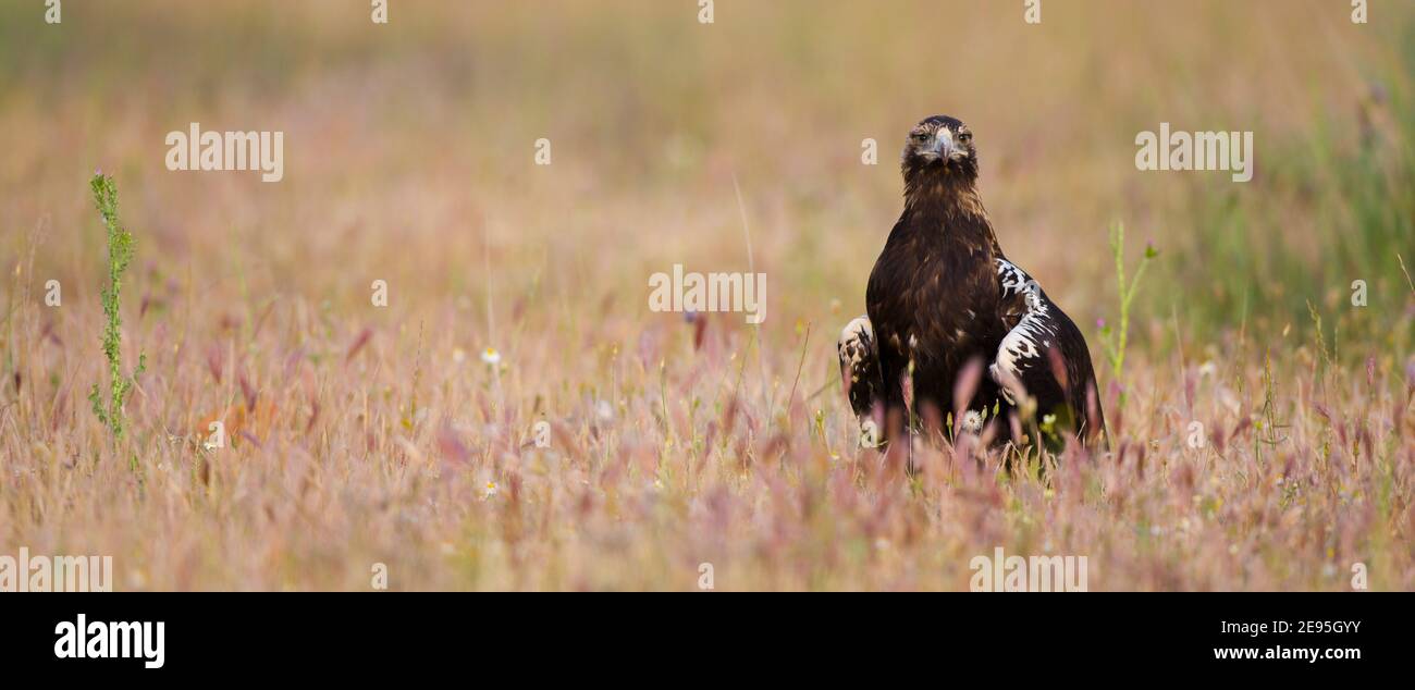 AGUILA IMPERIAL IBERICA- SPANISH IMPERIAL EAGLE Eagle (Aquila adalberti ...