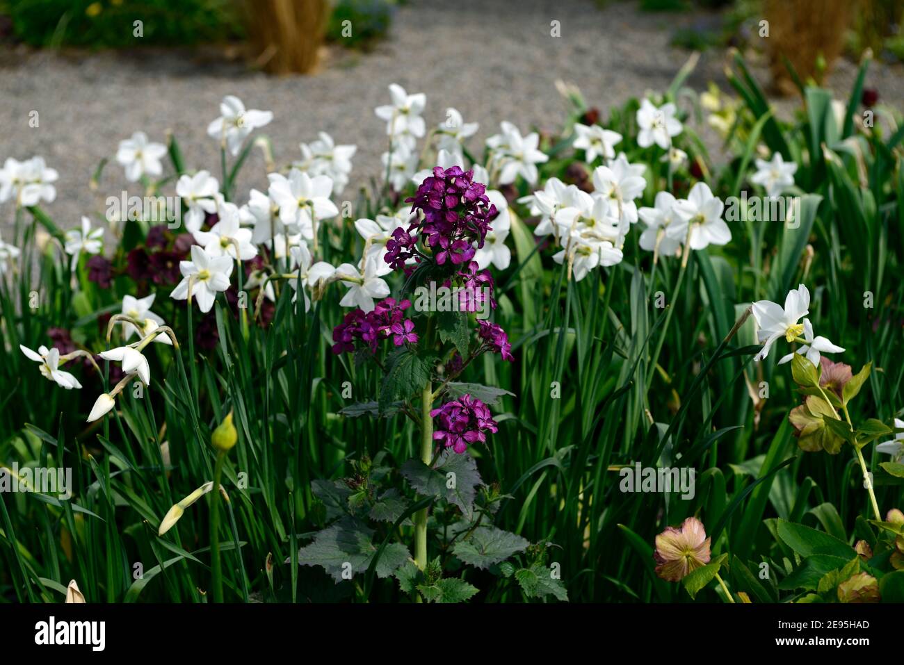 Lunaria annua purpurea,annual honesty,purple honesty,white narcissus ...