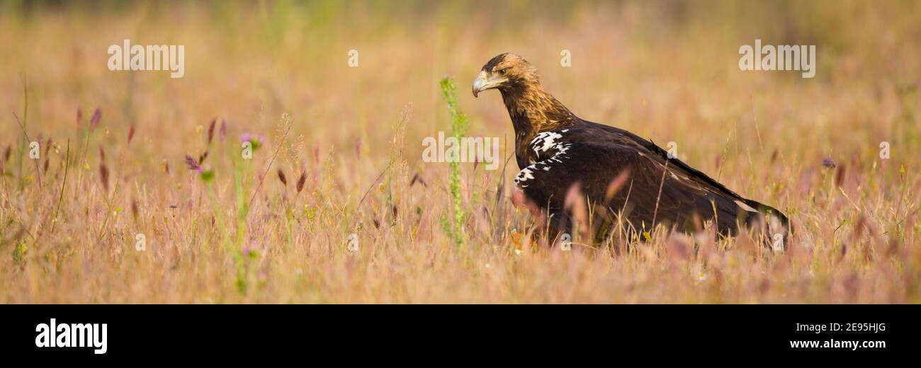 AGUILA IMPERIAL IBERICA (Aquila adalberti Stock Photo - Alamy