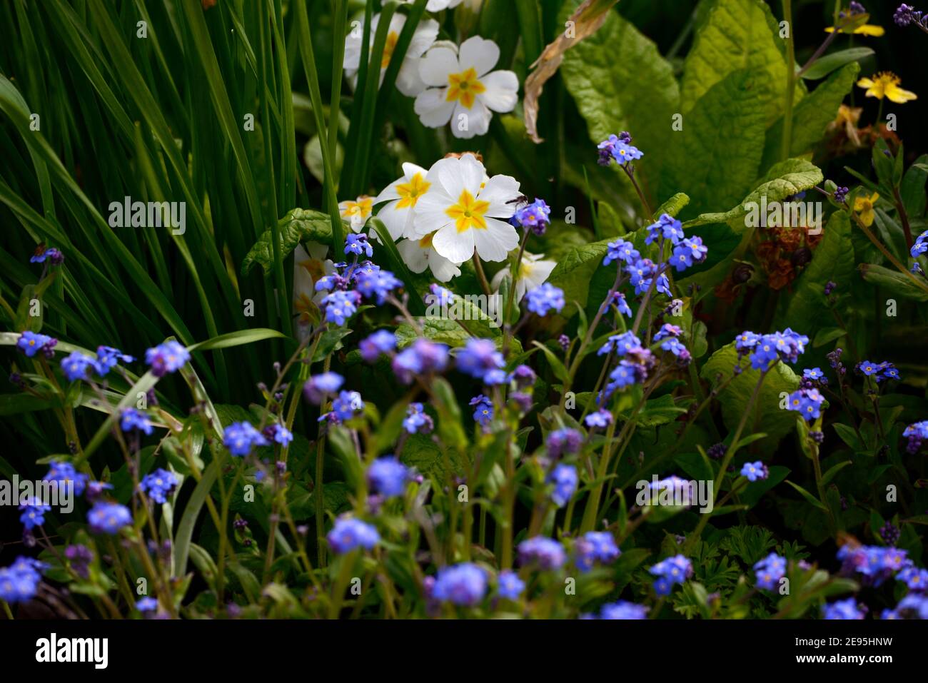 Forget me not flower spring garden hi-res stock photography and images ...