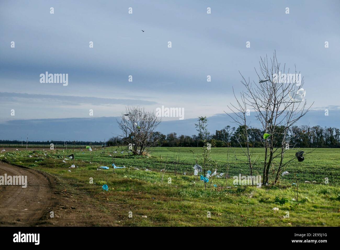Garbage bags spread across the field and trees Stock Photo - Alamy