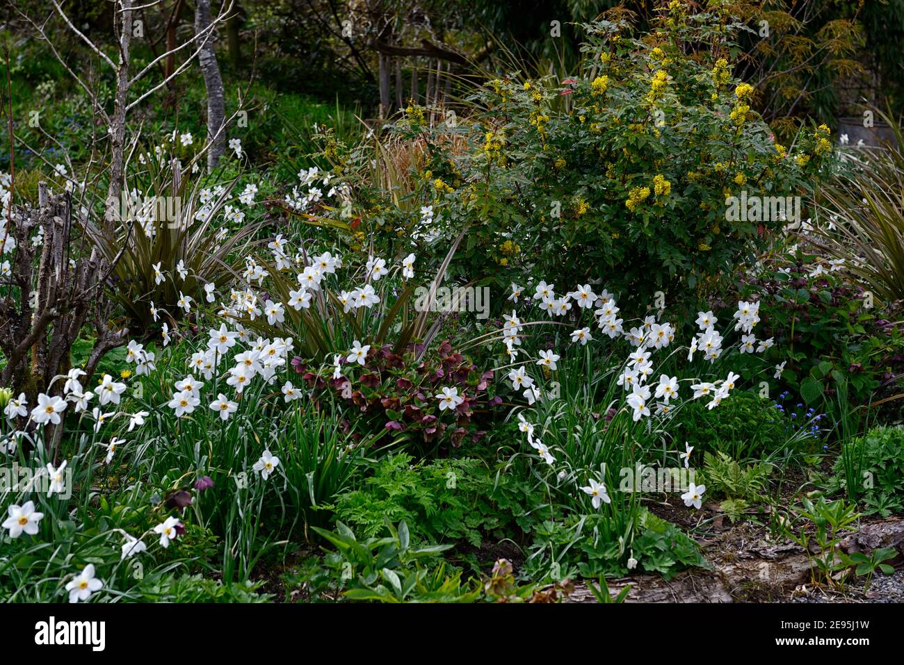 Narcissus poeticus var recurvus hi-res stock photography and images - Alamy