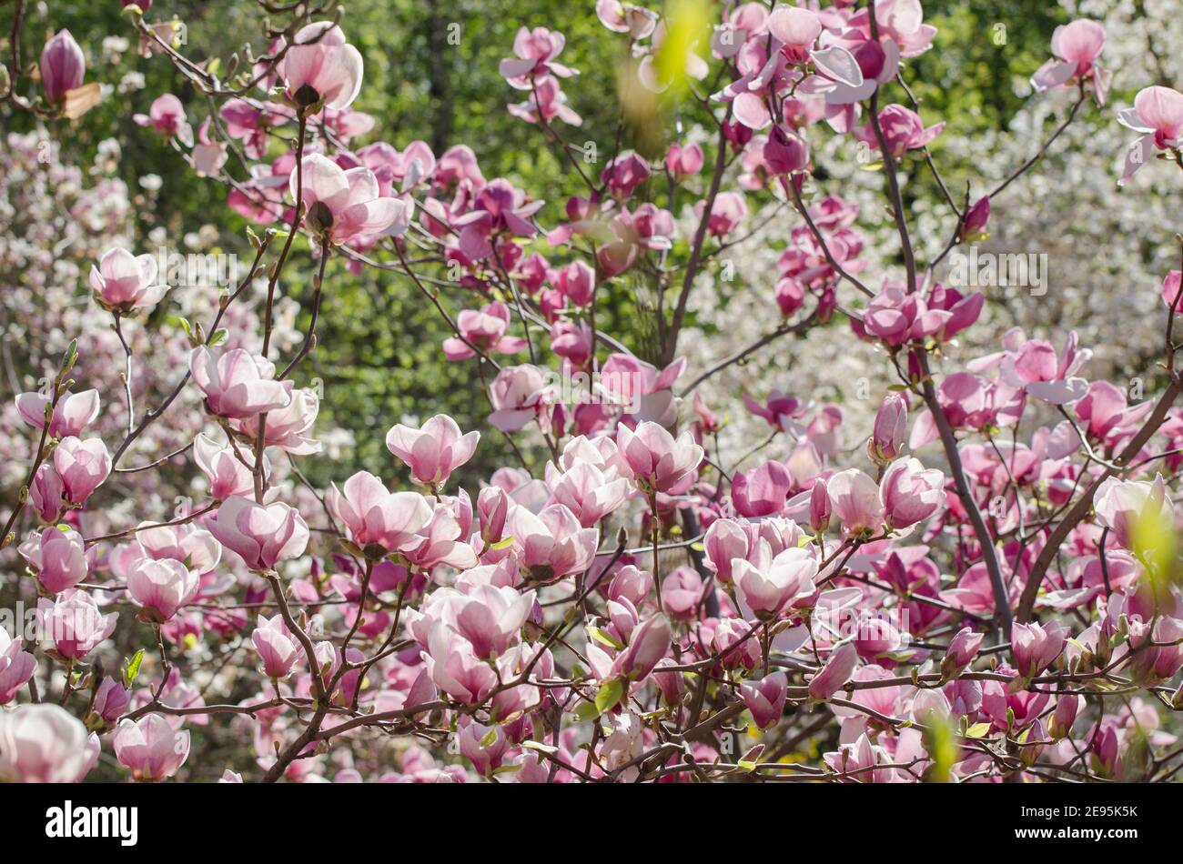 Beautiful magnolia tree blossoms in springtime. Jentle magnolia flower ...