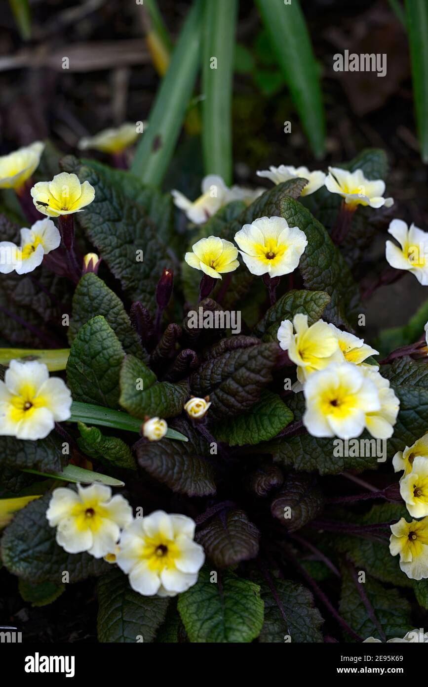 Dark leaved primrose hi-res stock photography and images - Alamy