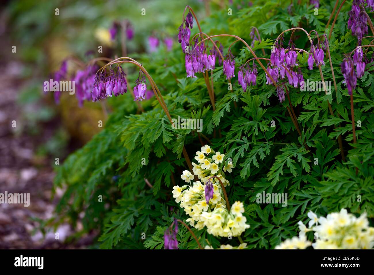 primula elatior,Dicentra eximia Fernleaf Dicentra,Fringed Bleeding ...