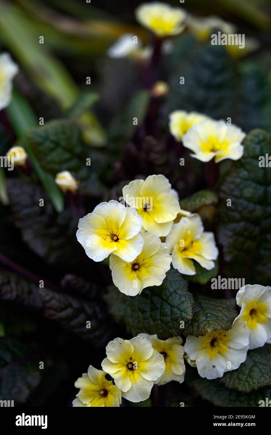Dark leaved primrose hi-res stock photography and images - Alamy