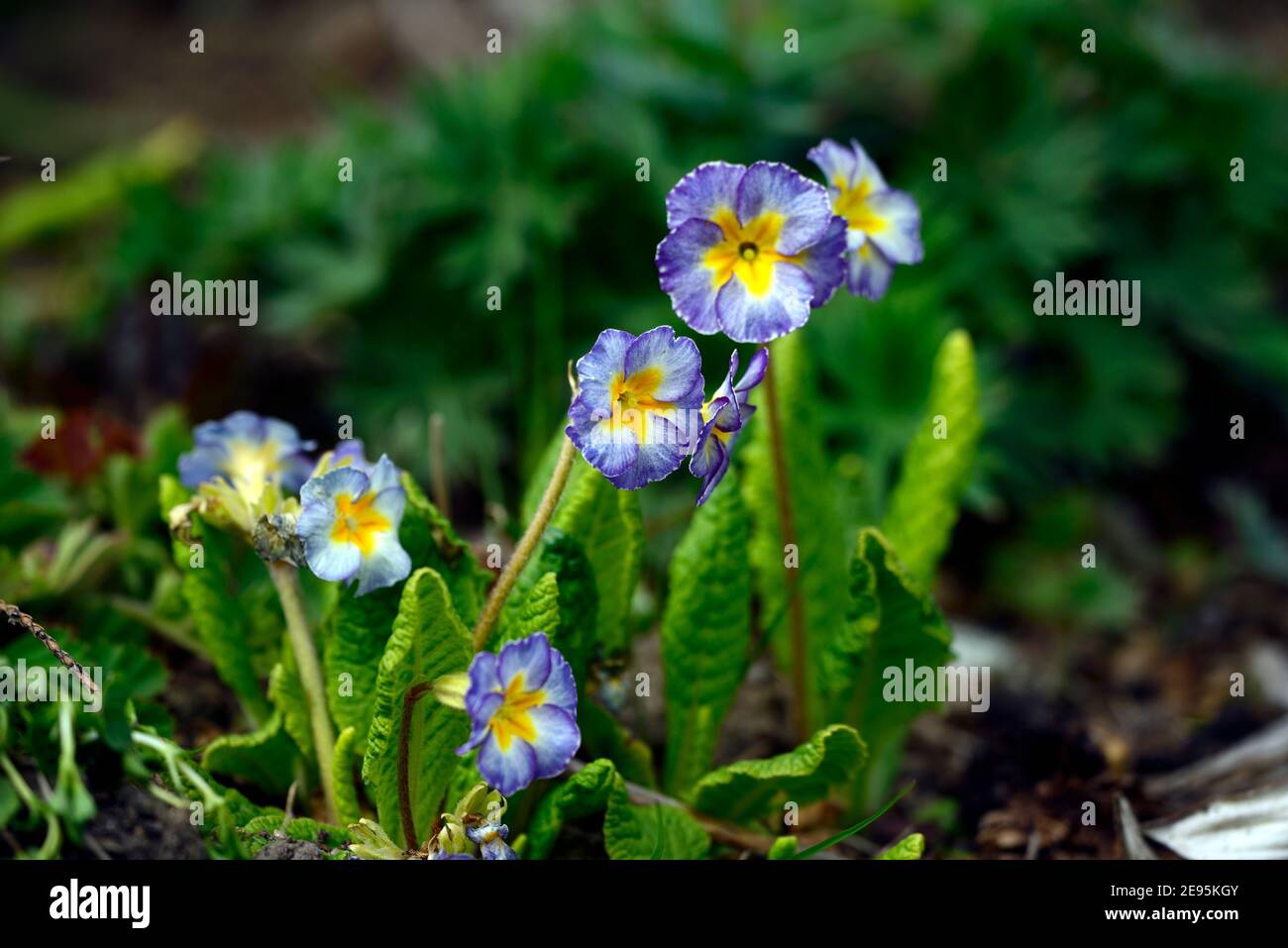 Primula Paris '90 Group,Barnhaven primula polyanthus,blue picotee edge ...
