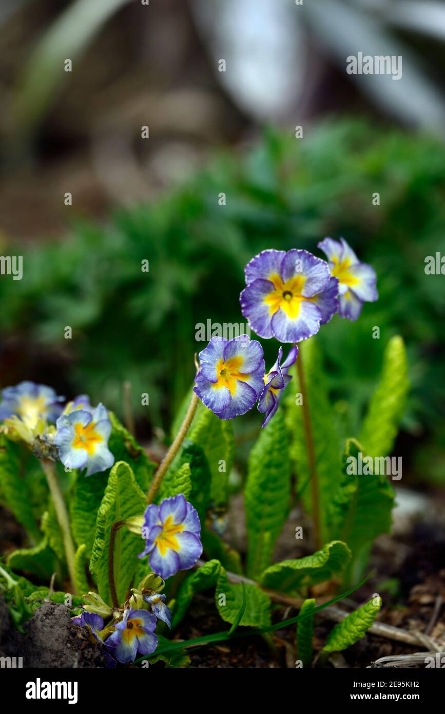 Group edge picotee hi-res stock photography and images - Alamy