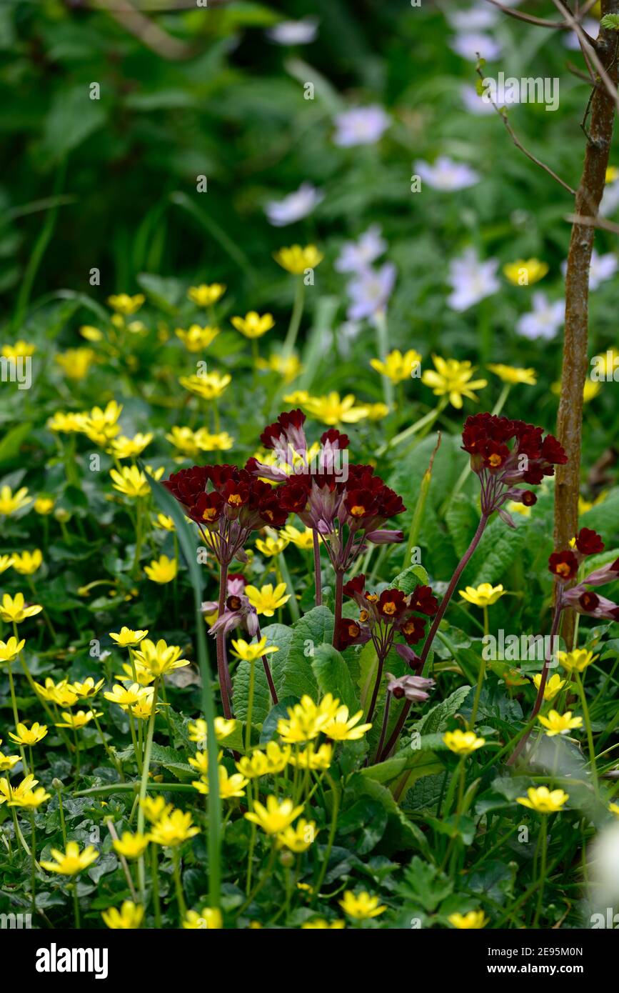 Yellow flowers celandine hi-res stock photography and images - Alamy