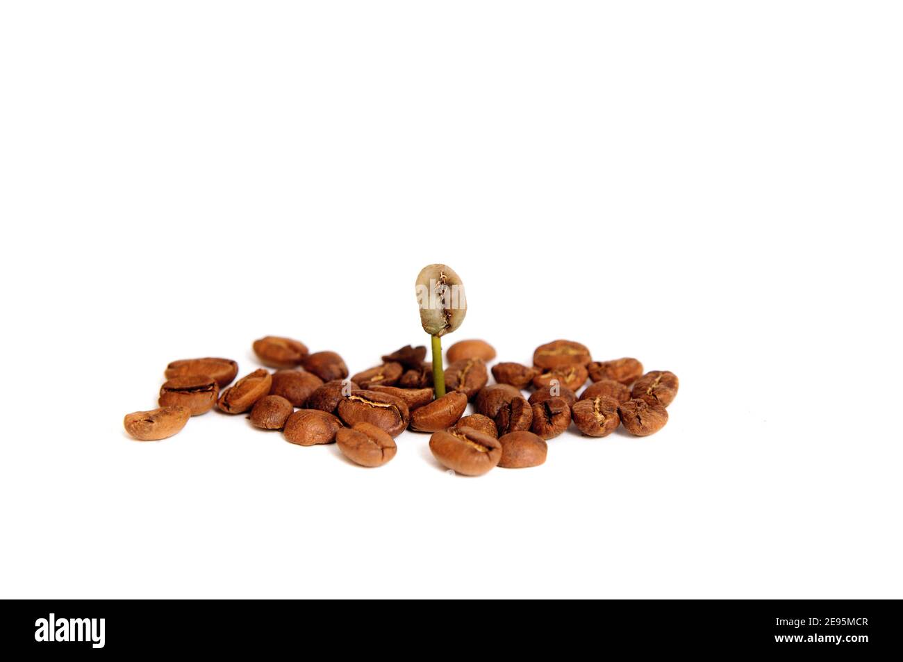 coffee sprout growing from seedling in Plant nurseries.The concept of ...