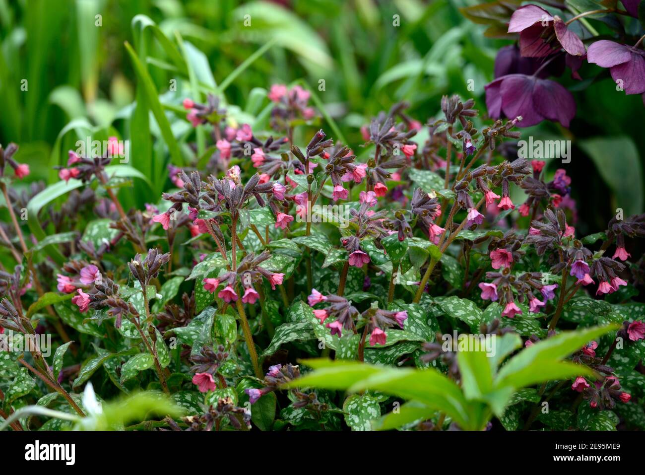 Pulmonaria angustifolia beths pink hi-res stock photography and images ...